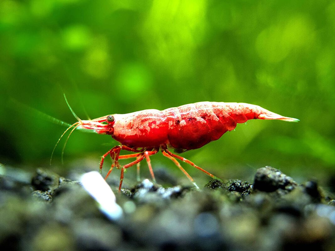 Tép Painted Fire Red - GUPPY CITY - Cá Bảy Màu Hà Nội