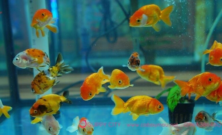 Cá ranchu mini - Guppy City - Cá Bảy Màu Hà Nội
